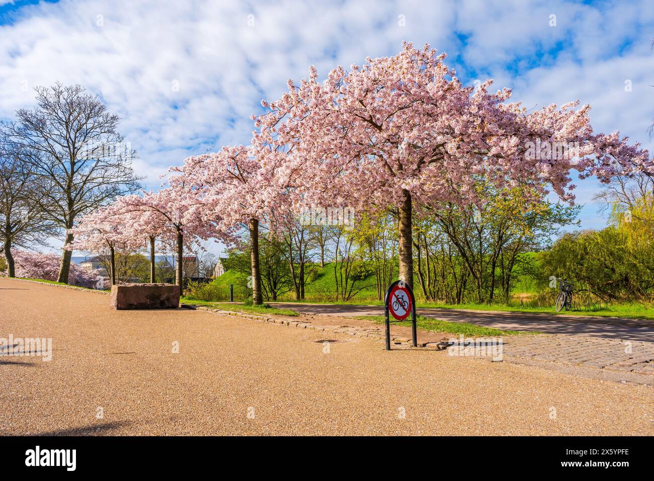 Beautiful cherry blossom trees in Langelinie park in Copenhagen ...