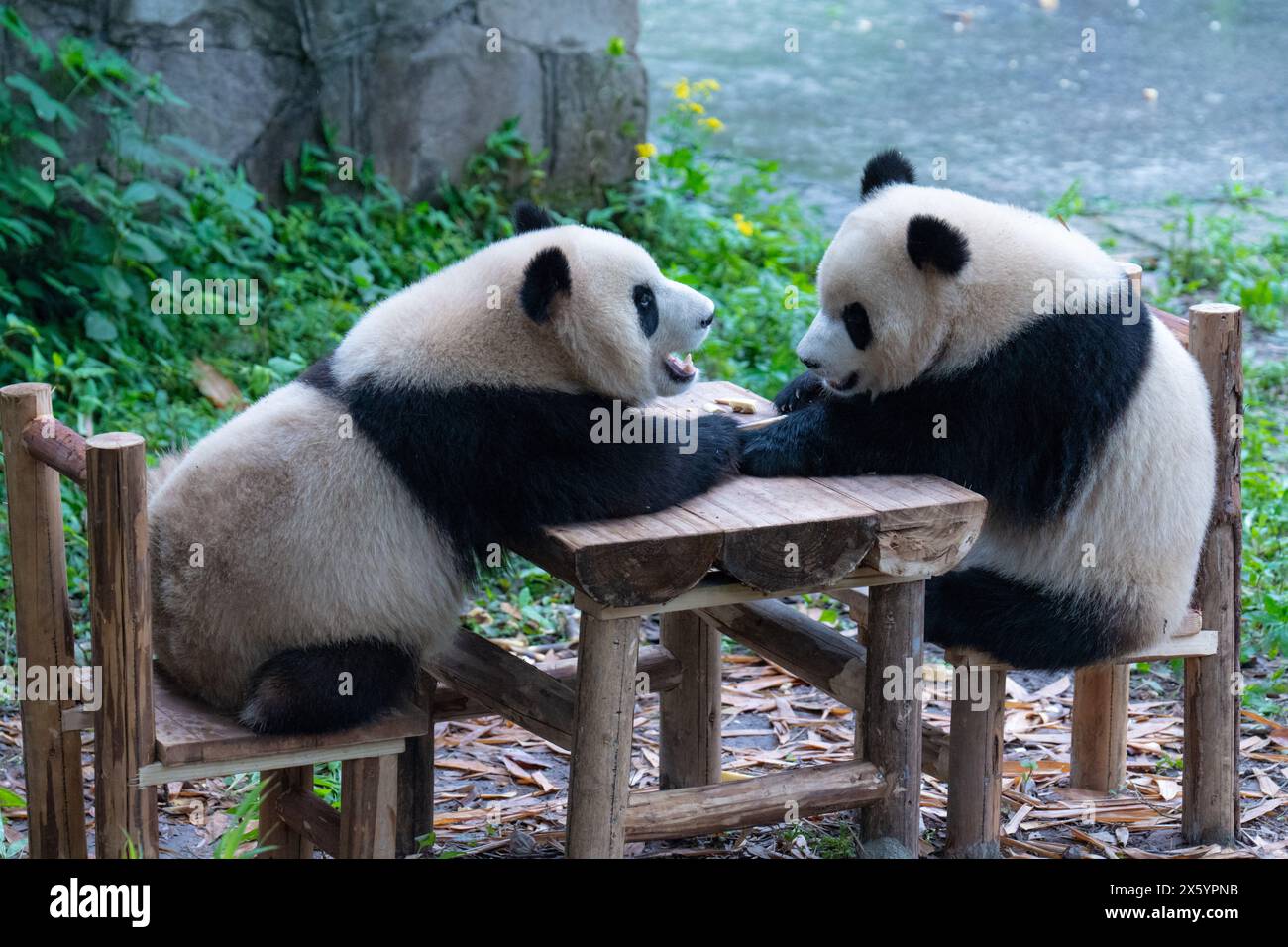 Chongqing, China. 12th May, 2024. Two giant pandas are eating at ...