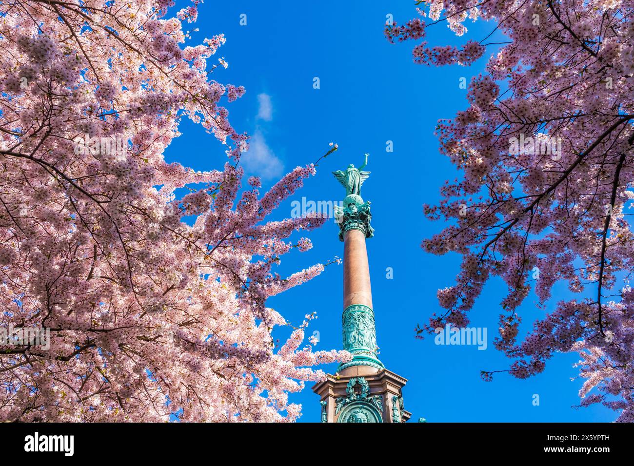 Beautiful cherry blossom trees in Langelinie park in Copenhagen ...