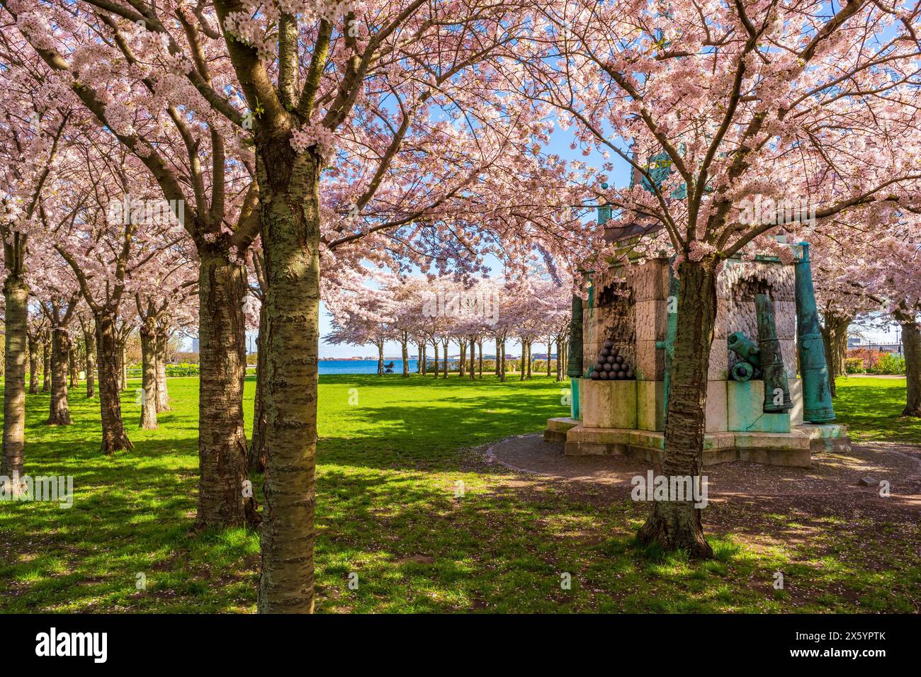 Beautiful cherry blossom trees in Langelinie park in Copenhagen ...