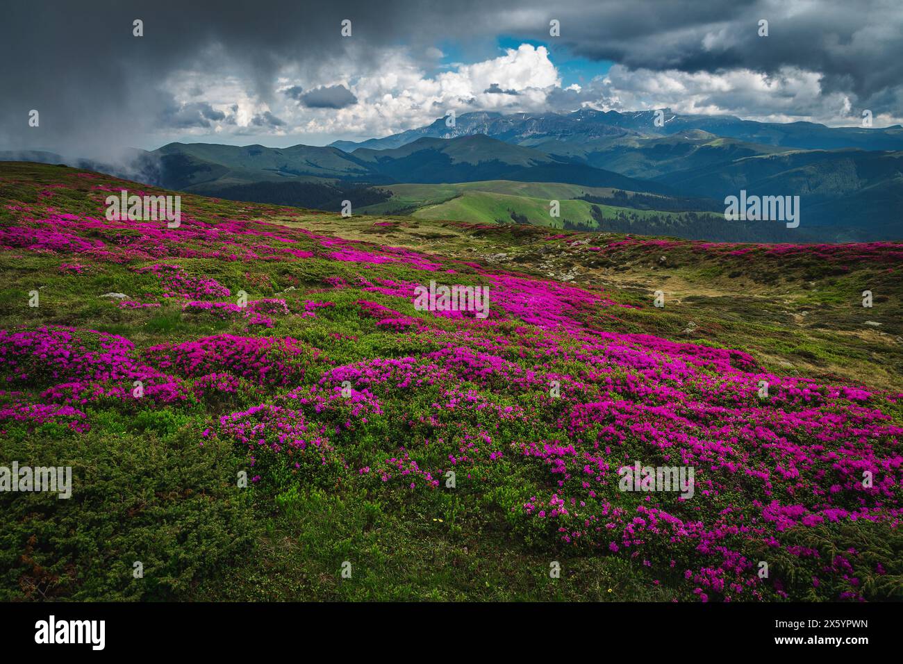 Majestic summer nature scenery, blooming fragrant pink rhododendron ...