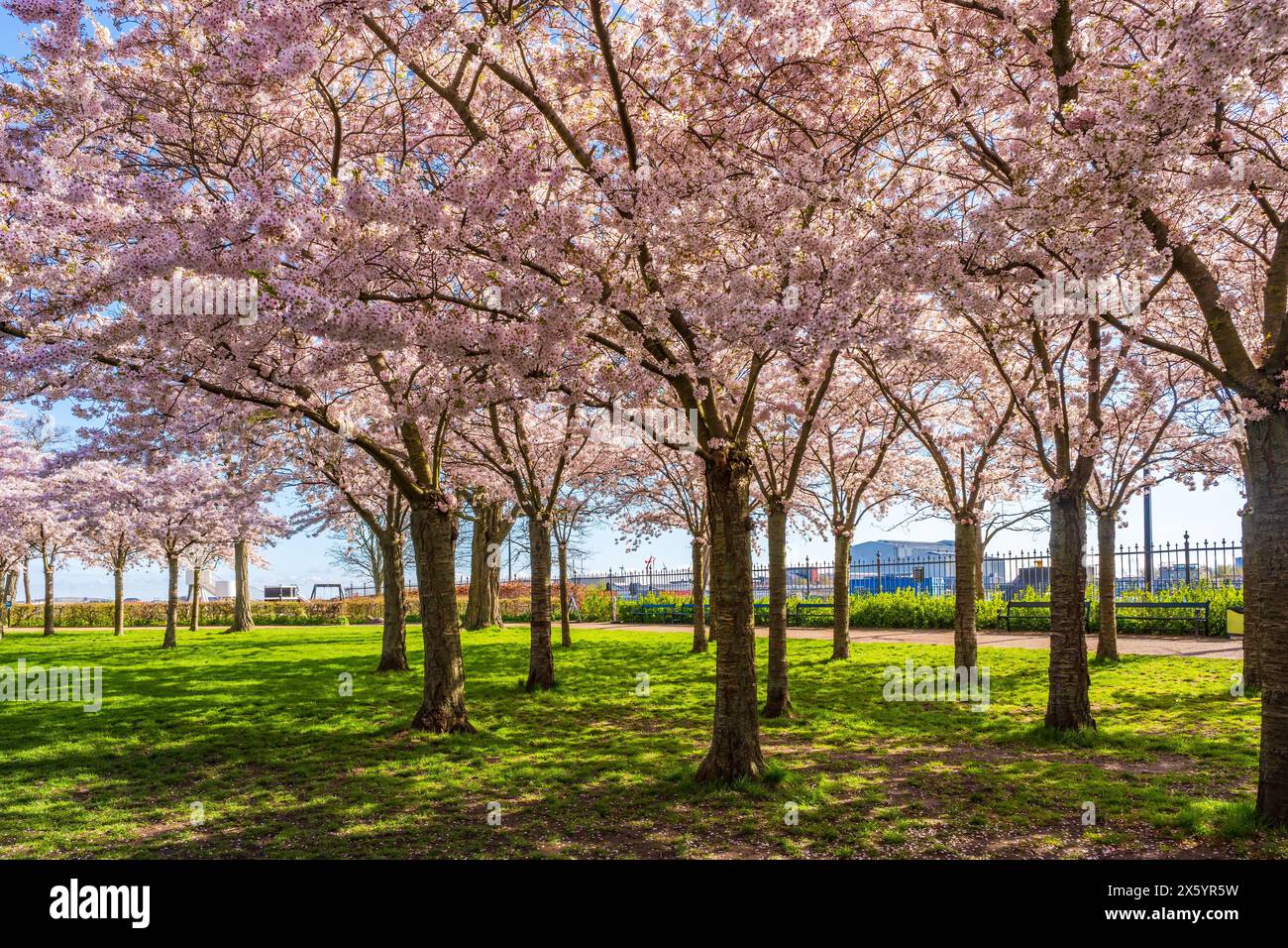 Beautiful cherry blossom trees in Langelinie park in Copenhagen ...