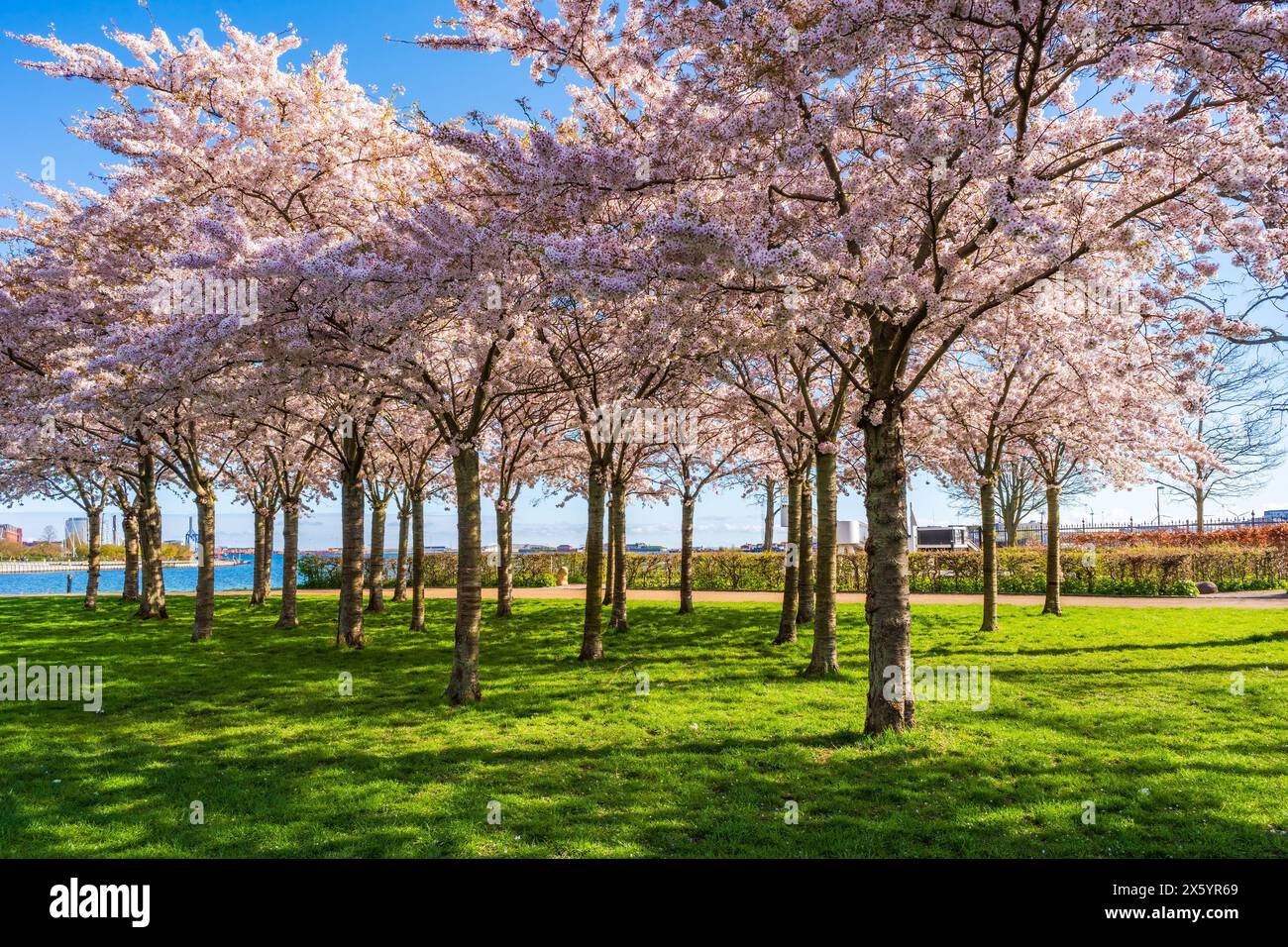 Beautiful cherry blossom trees in Langelinie park in Copenhagen ...