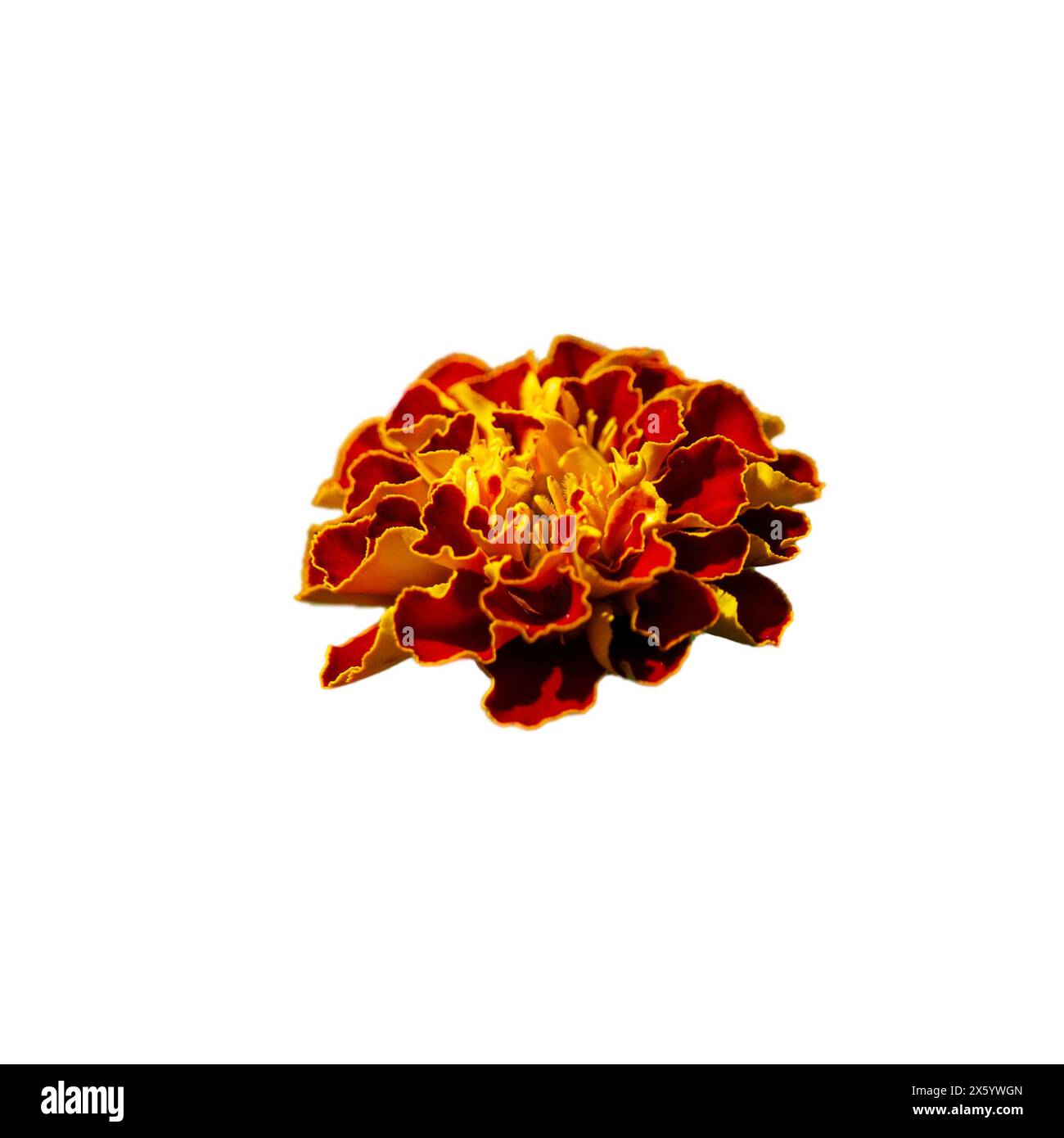 Botanical Illustration: Marigold with detailed petals for botanical ...