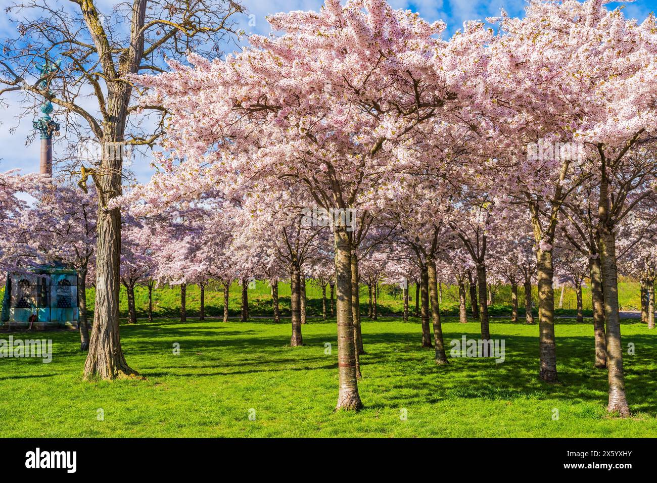 Beautiful cherry blossom trees in Langelinie park in Copenhagen ...