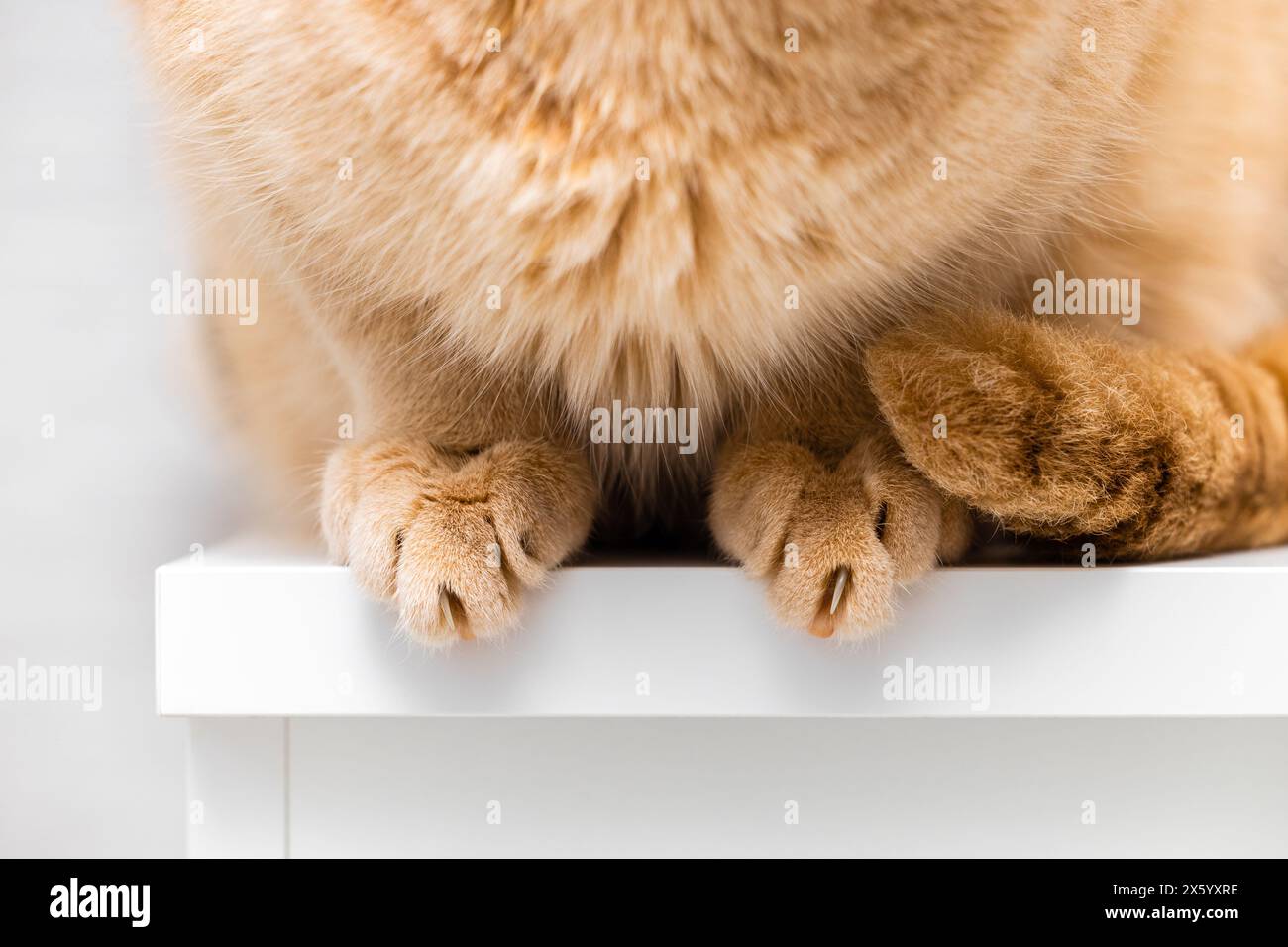 cat sits on the corner of the table. cat paws close up. cat sits on the ...