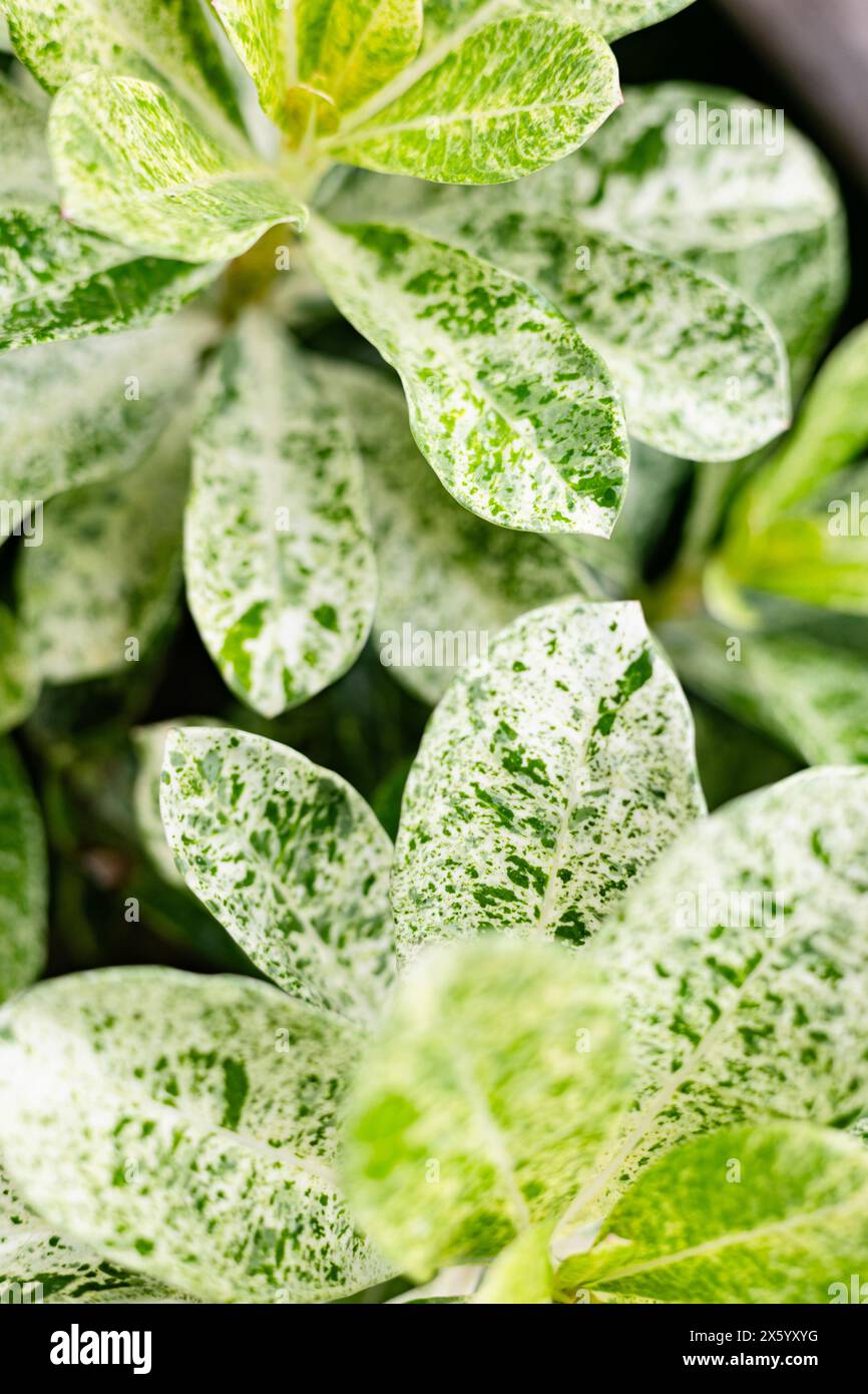 Adenium variegated hi-res stock photography and images - Alamy