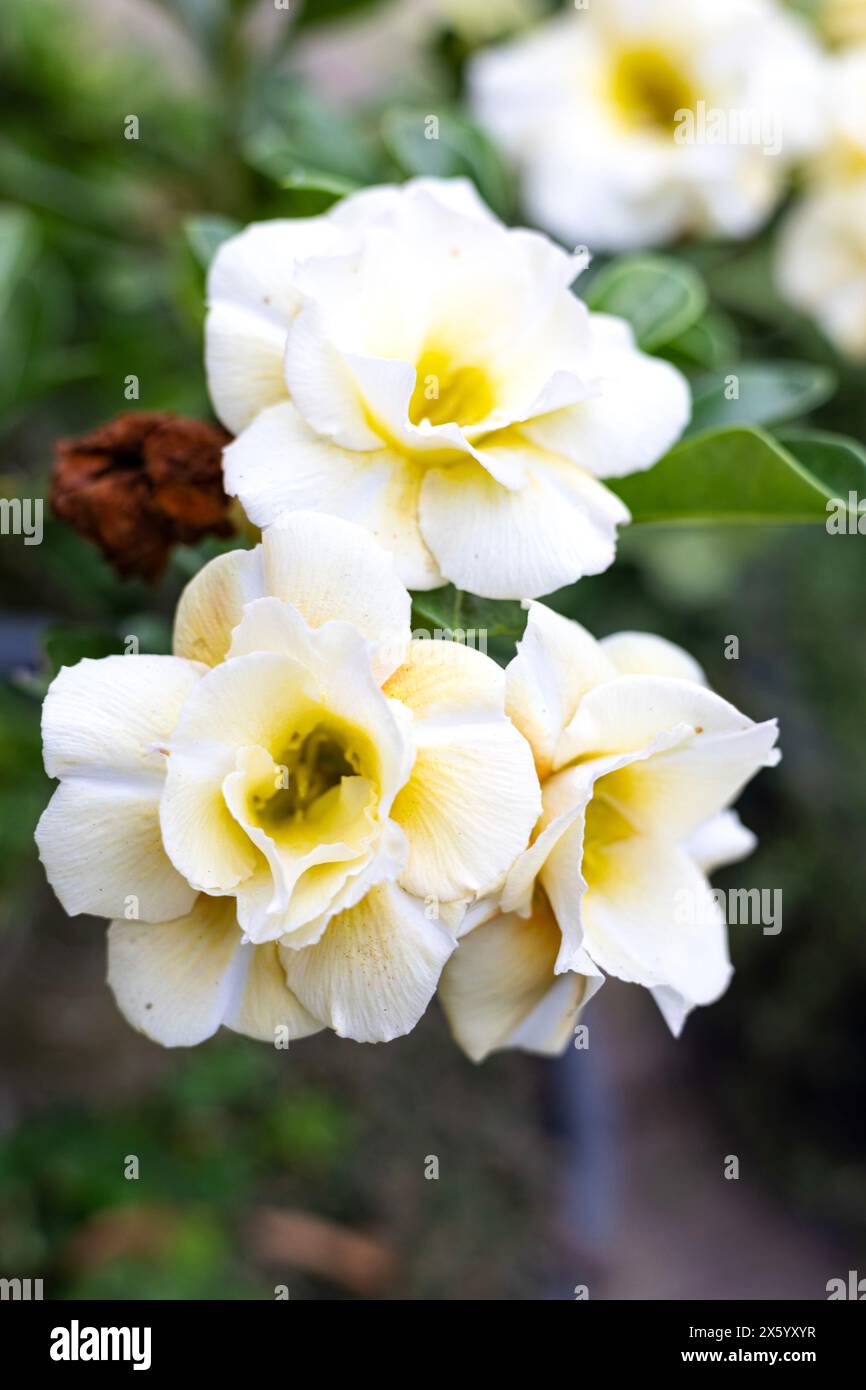 white adenium flower with yellow pistil. Adenium flowers is blooming ...