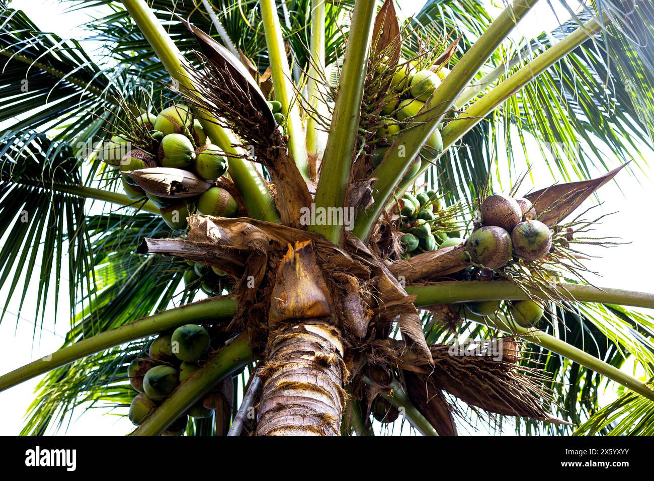 From below coconut tree with green branches and coconuts against ...