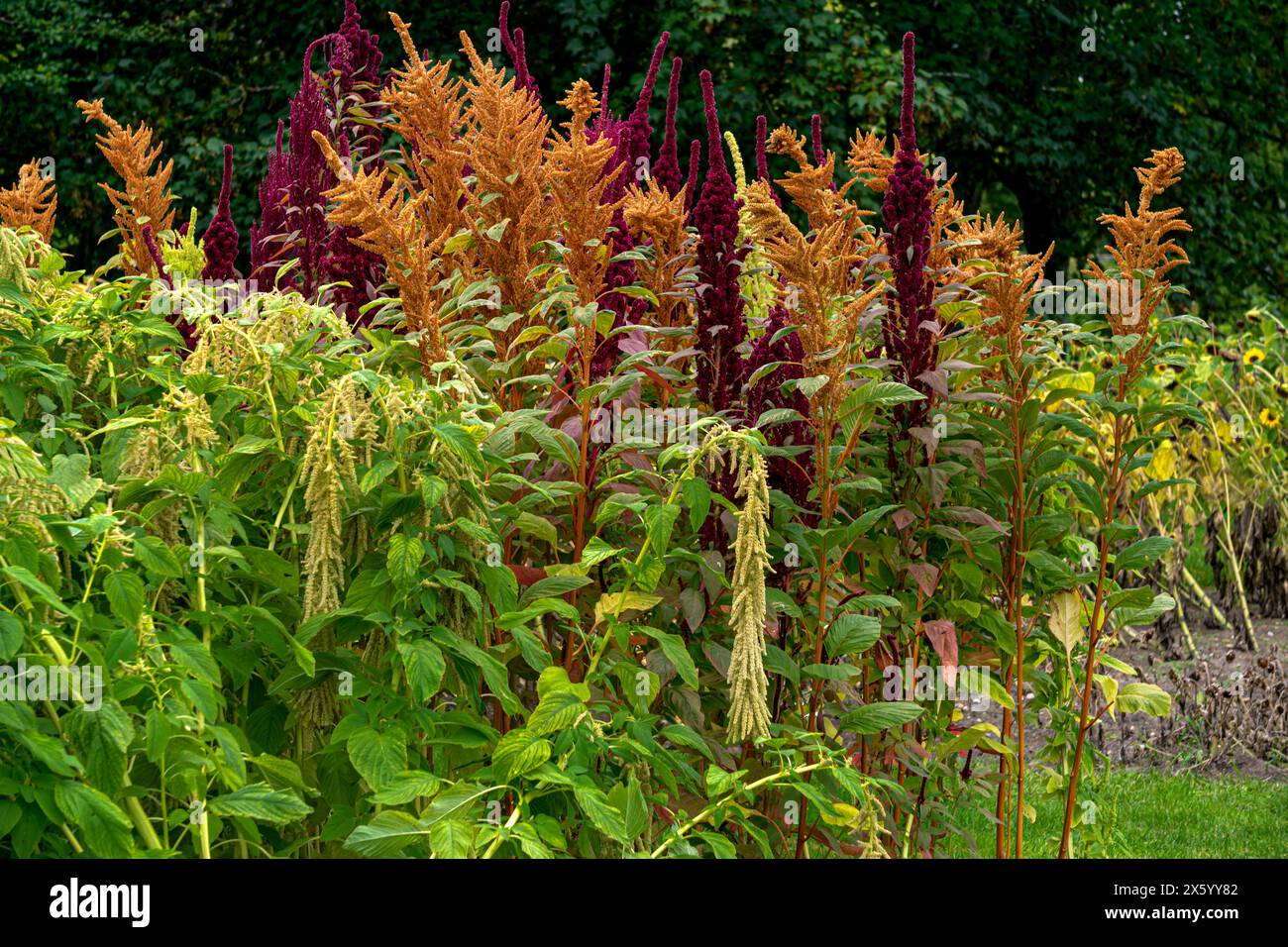 Different types of amaranth shoots growing in a home garden Stock Photo ...