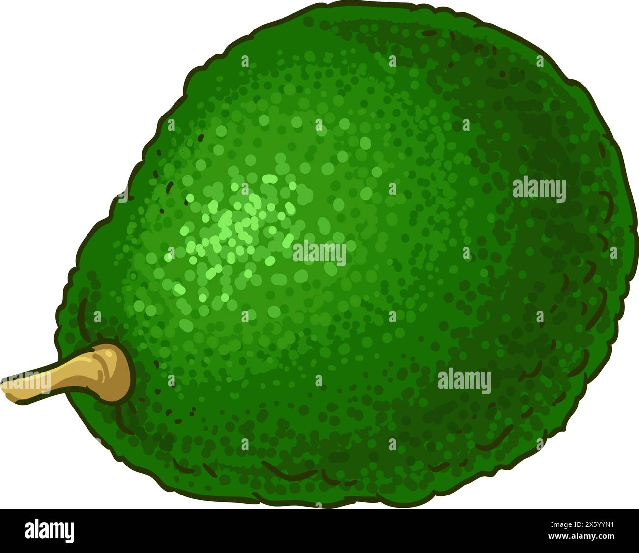 Avocado Fruit Colored Detailed Illustration Stock Vector Image & Art ... Avocado Fruit Colored Detailed Illustration Stock Vector Image & Art ...