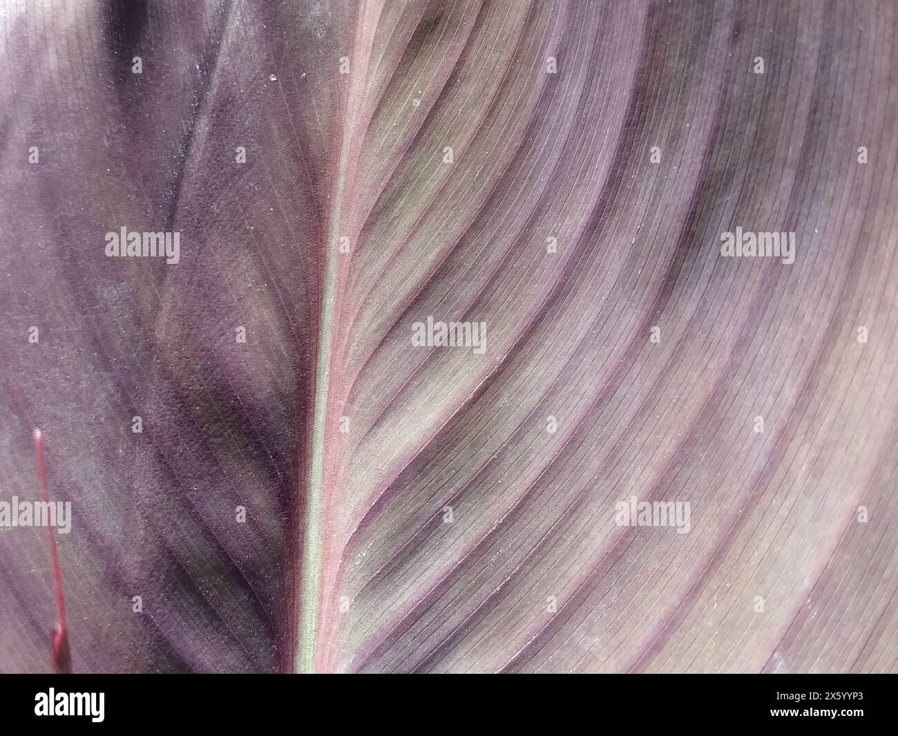Violet lilac leaf close-up. Tropical plant as a natural background ...