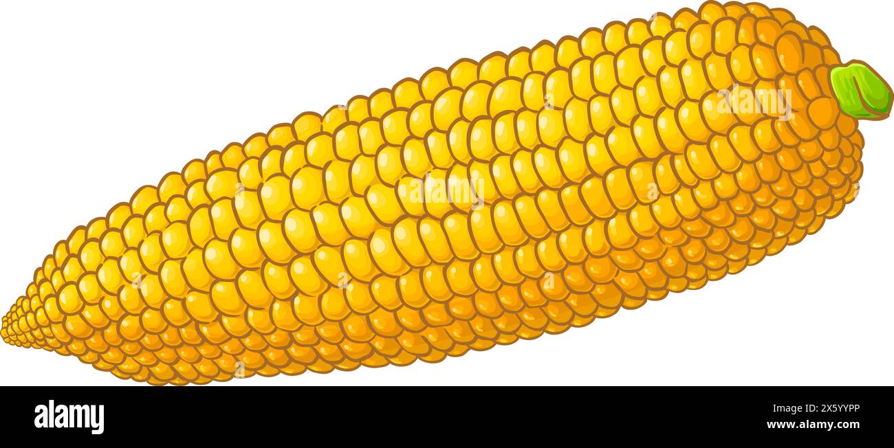 Corn on the Cob Colored Detailed Illustration Stock Vector Image & Art ...