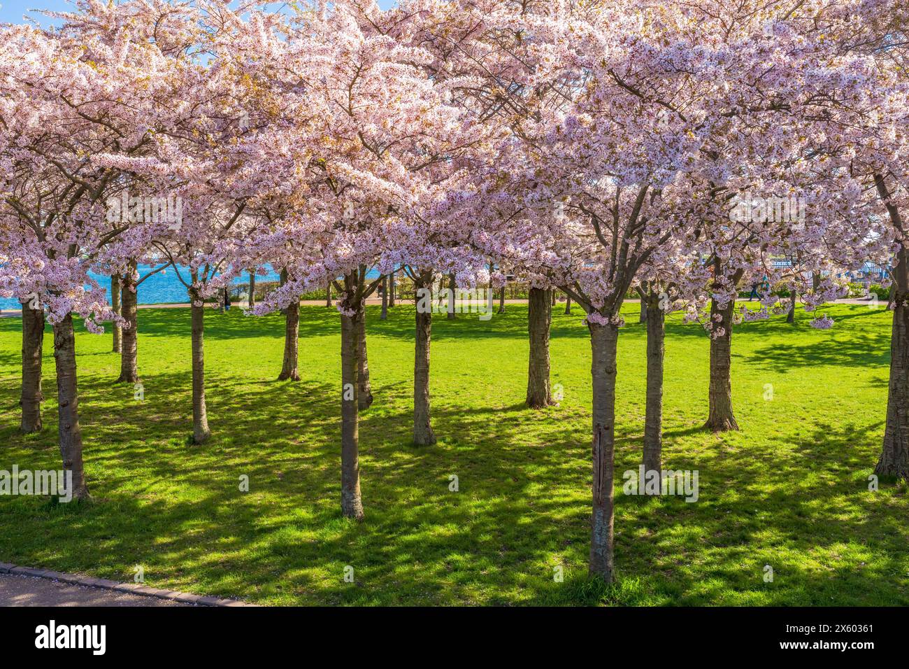 Beautiful cherry blossom trees in Langelinie park in Copenhagen ...