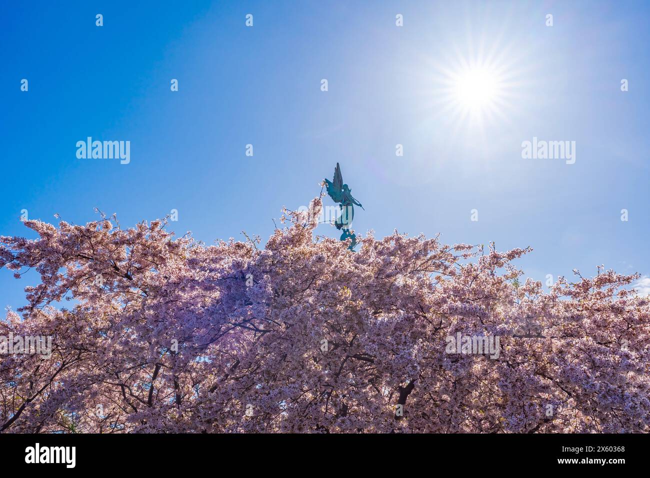 Beautiful cherry blossom trees in Langelinie park in Copenhagen ...