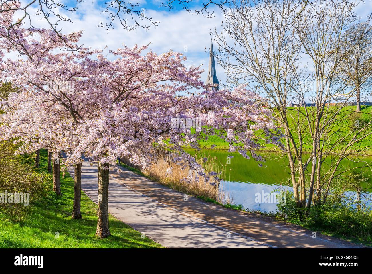Beautiful cherry blossom trees in Langelinie park in Copenhagen ...