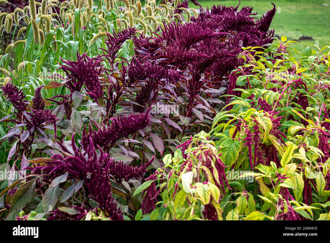 Different types of amaranth shoots growing in a home garden Stock Photo ...