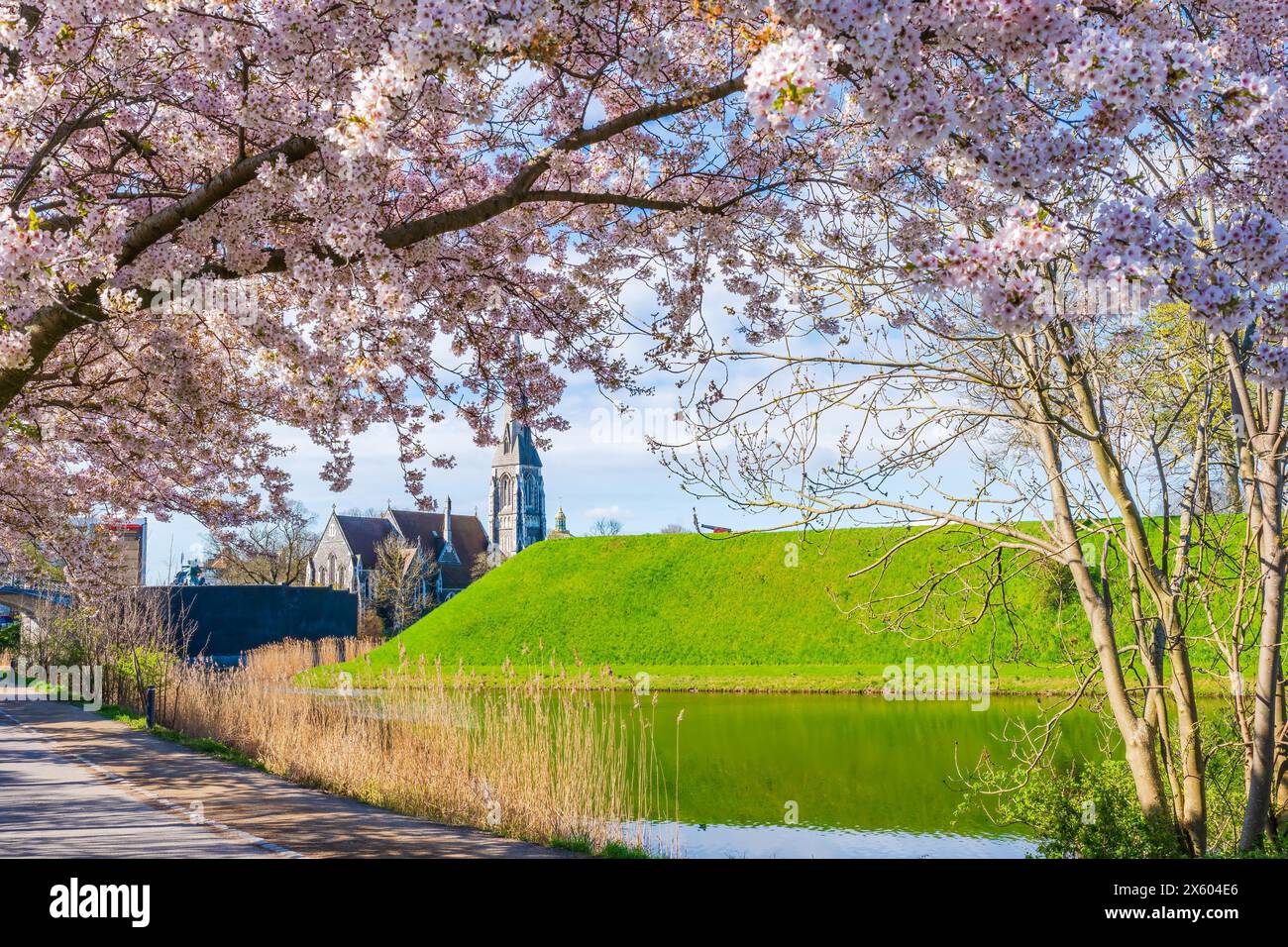 Beautiful cherry blossom trees in Langelinie park in Copenhagen ...