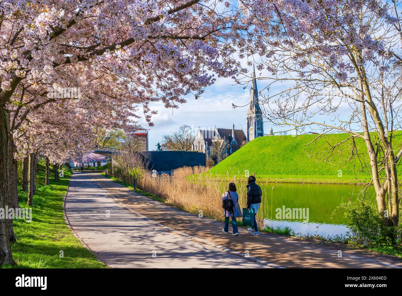 COPENHAGEN, DENMARK - APRIL 17, 2024: Beautiful cherry blossom trees in ...