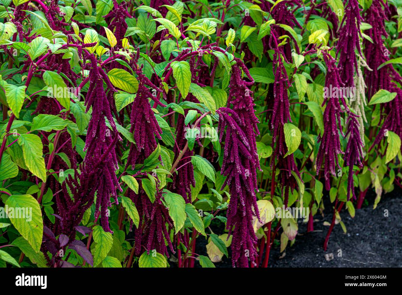 Different types of amaranth shoots growing in a home garden Stock Photo ...
