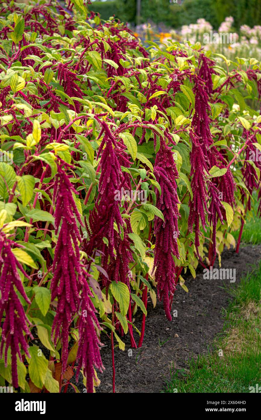 Different types of amaranth shoots growing in a home garden Stock Photo ...