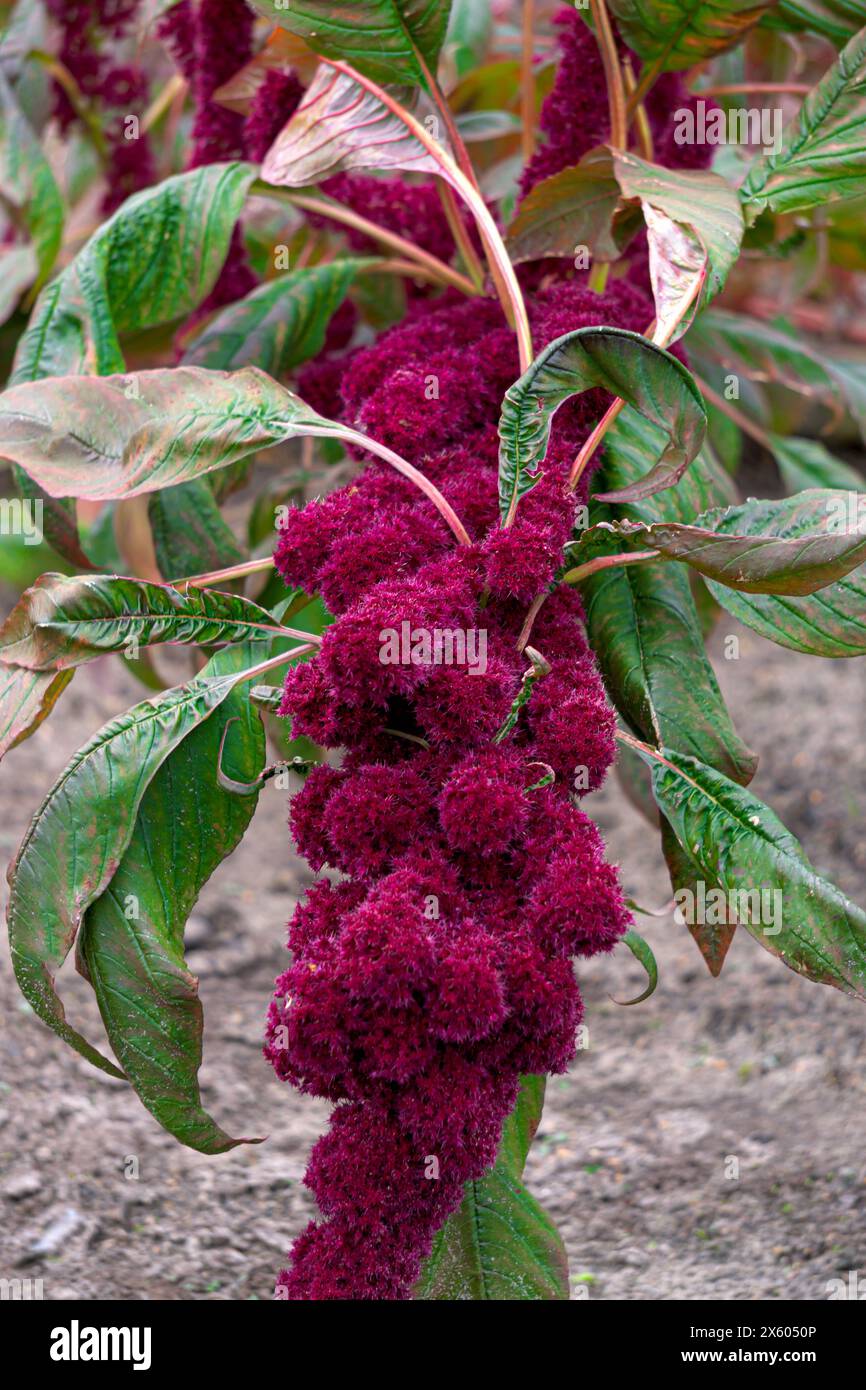 Different types of amaranth shoots growing in a home garden Stock Photo ...