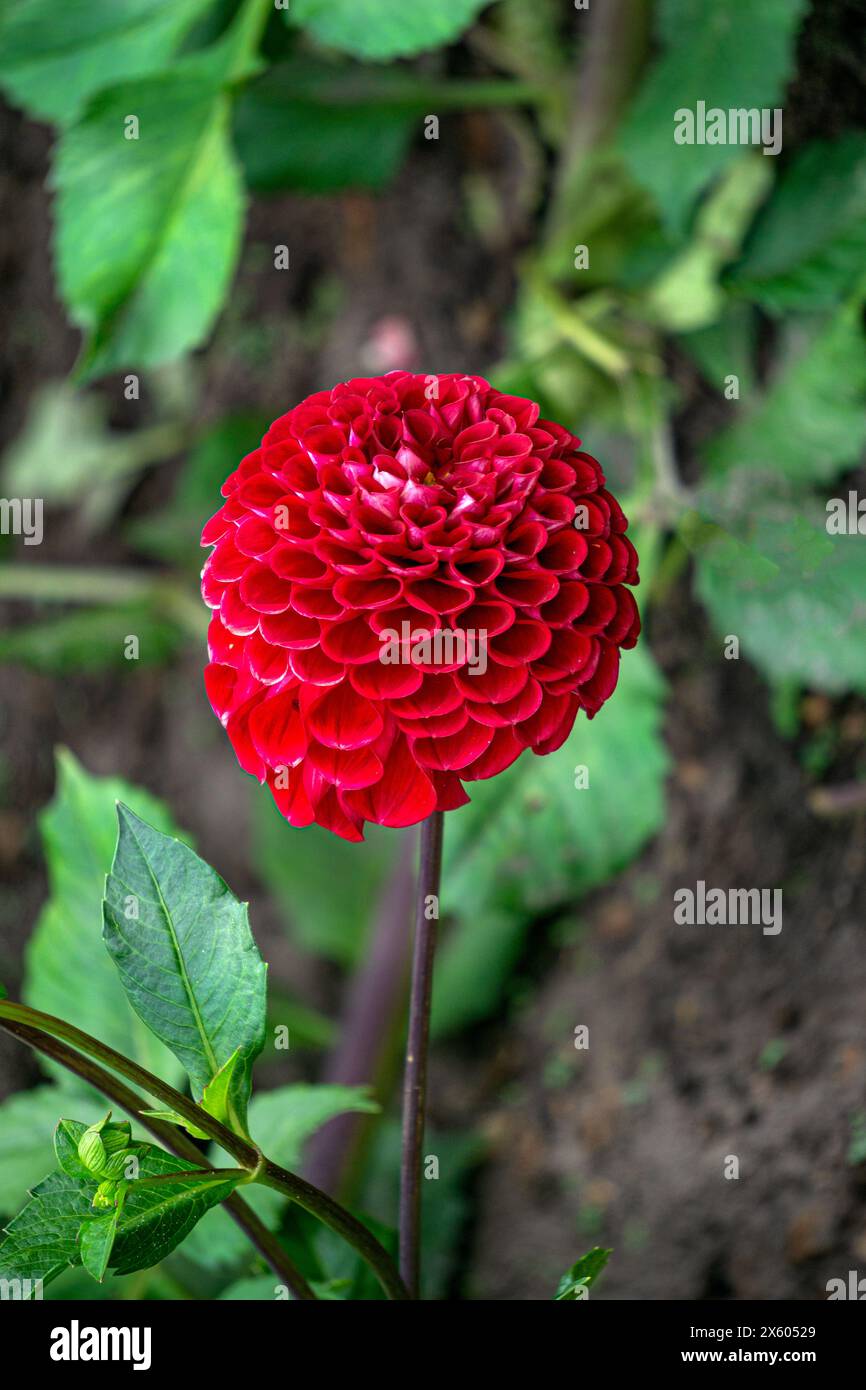 Bright red fluffy flower hi-res stock photography and images - Alamy