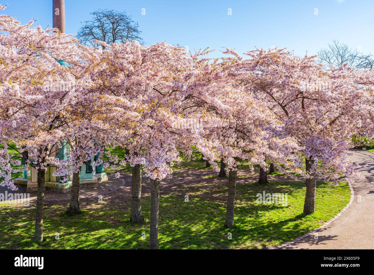 Beautiful cherry blossom trees in Langelinie park in Copenhagen ...