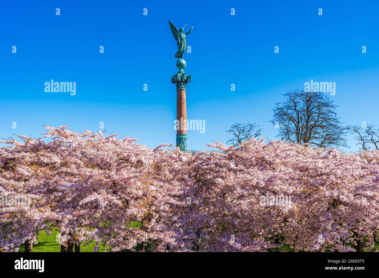 Beautiful cherry blossom trees in Langelinie park in Copenhagen ...
