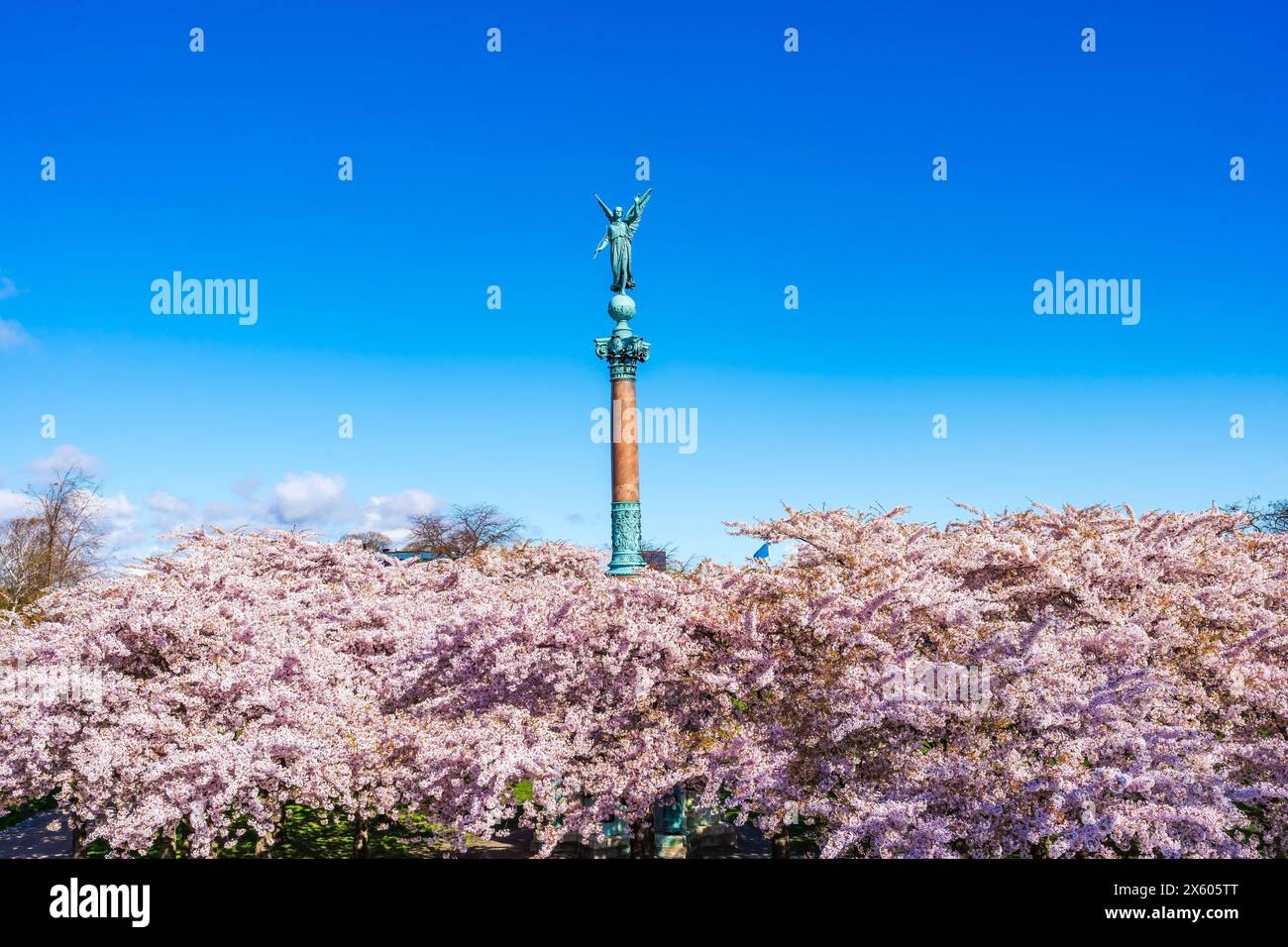 Beautiful cherry blossom trees in Langelinie park in Copenhagen ...