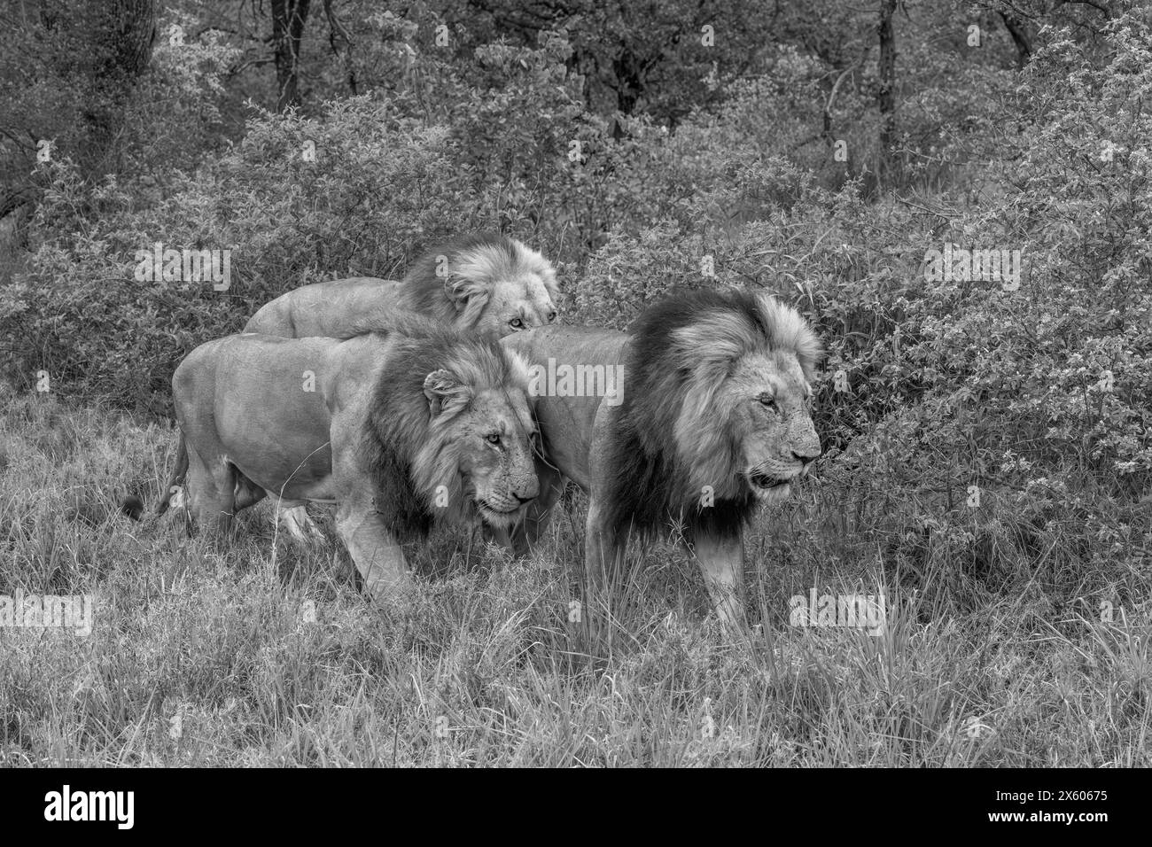 Trio of Male lions marching through dense underbrush - black and white ...
