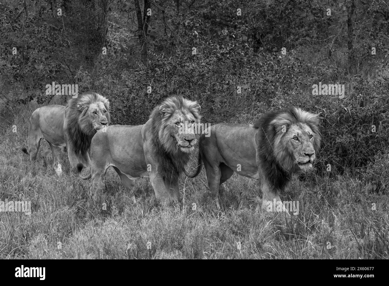 Trio of Male lions marching through dense underbrush - black and white ...