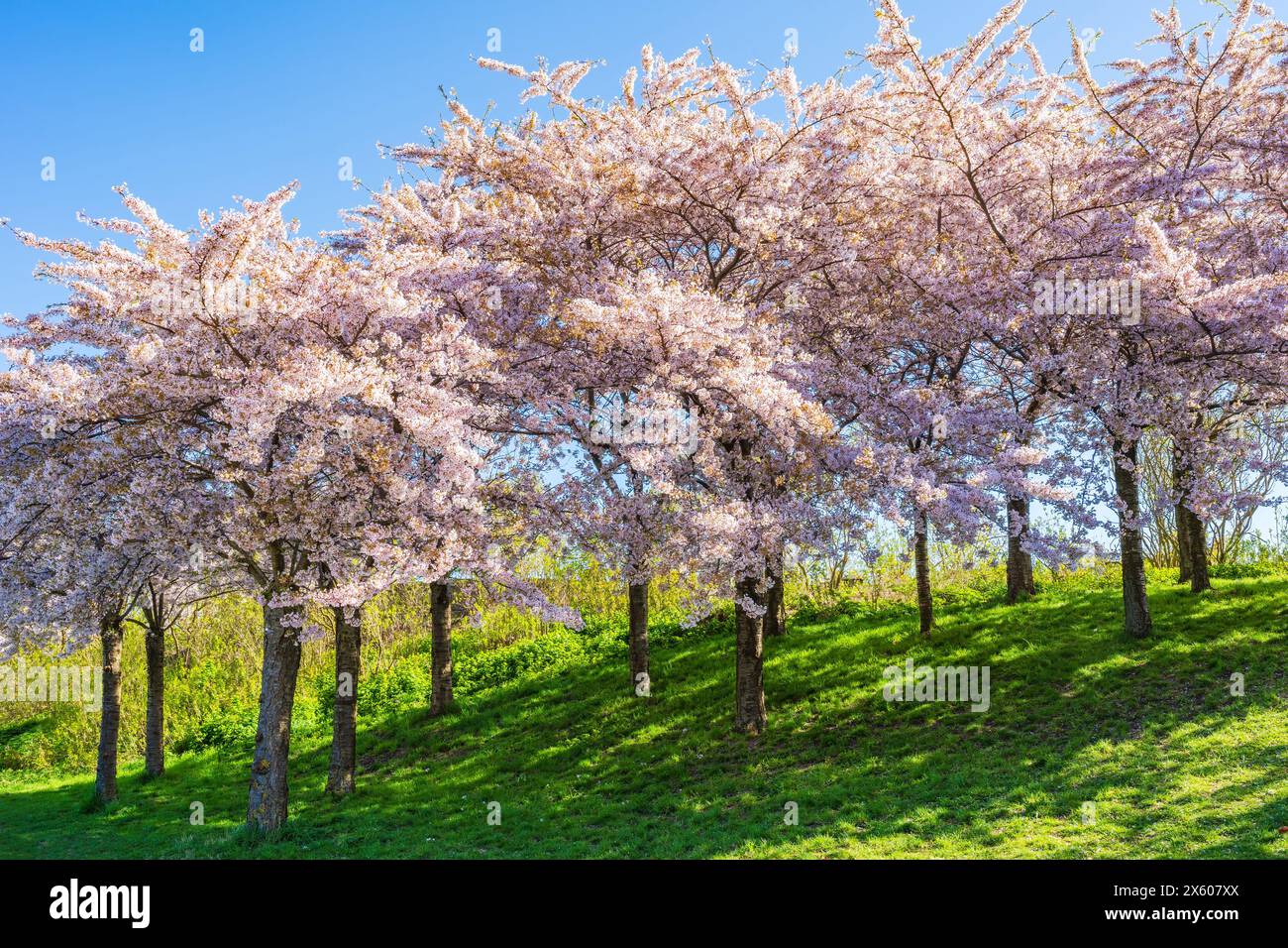 Beautiful cherry blossom trees in Langelinie park in Copenhagen ...