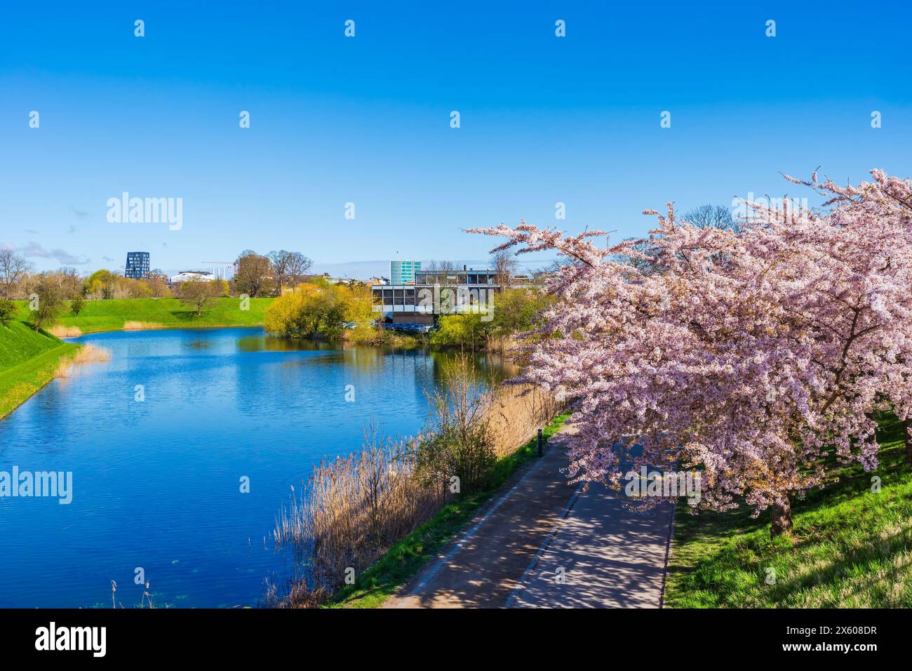 Beautiful cherry blossom trees in Langelinie park in Copenhagen ...