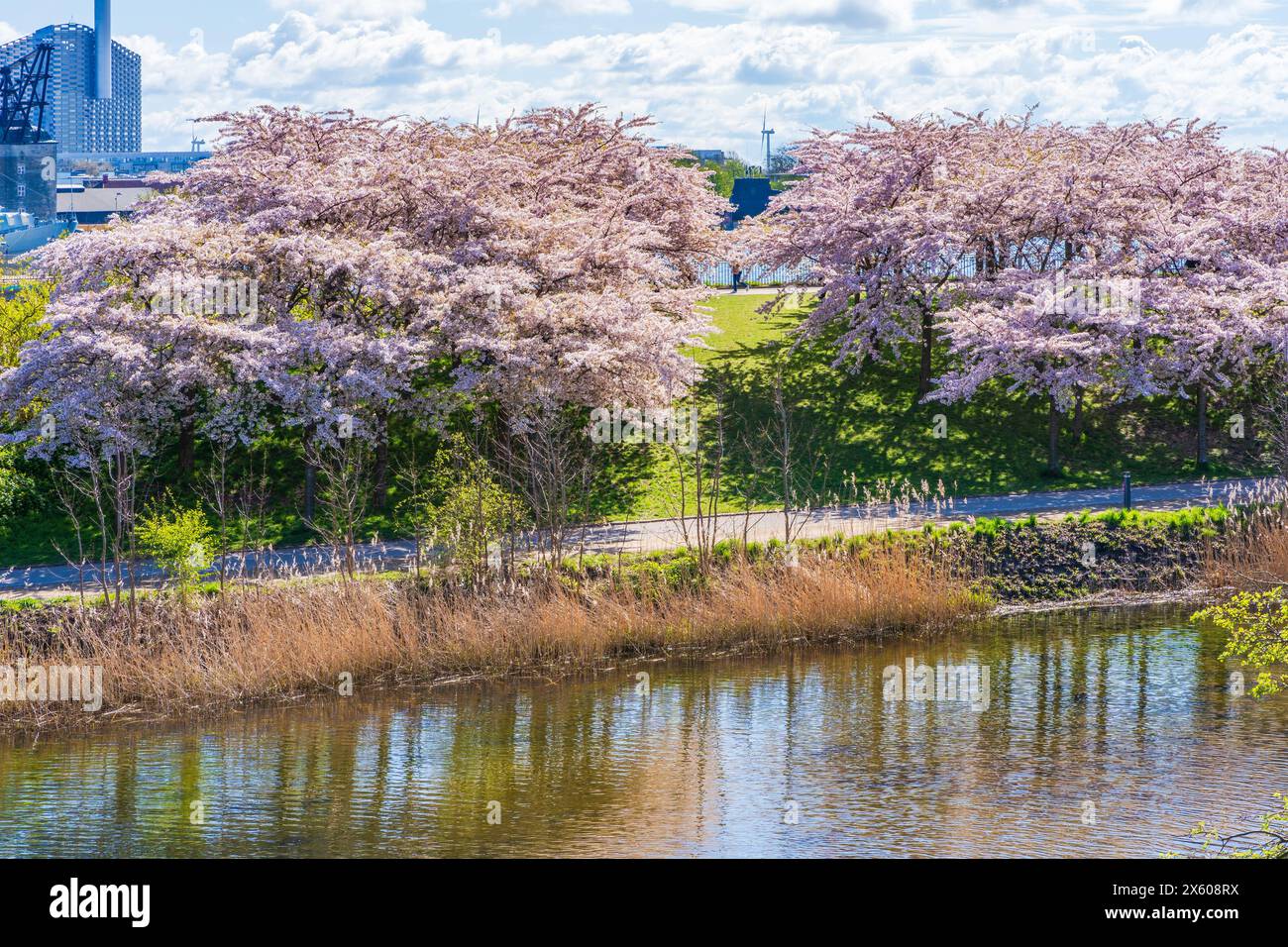 Beautiful cherry blossom trees in Langelinie park in Copenhagen ...