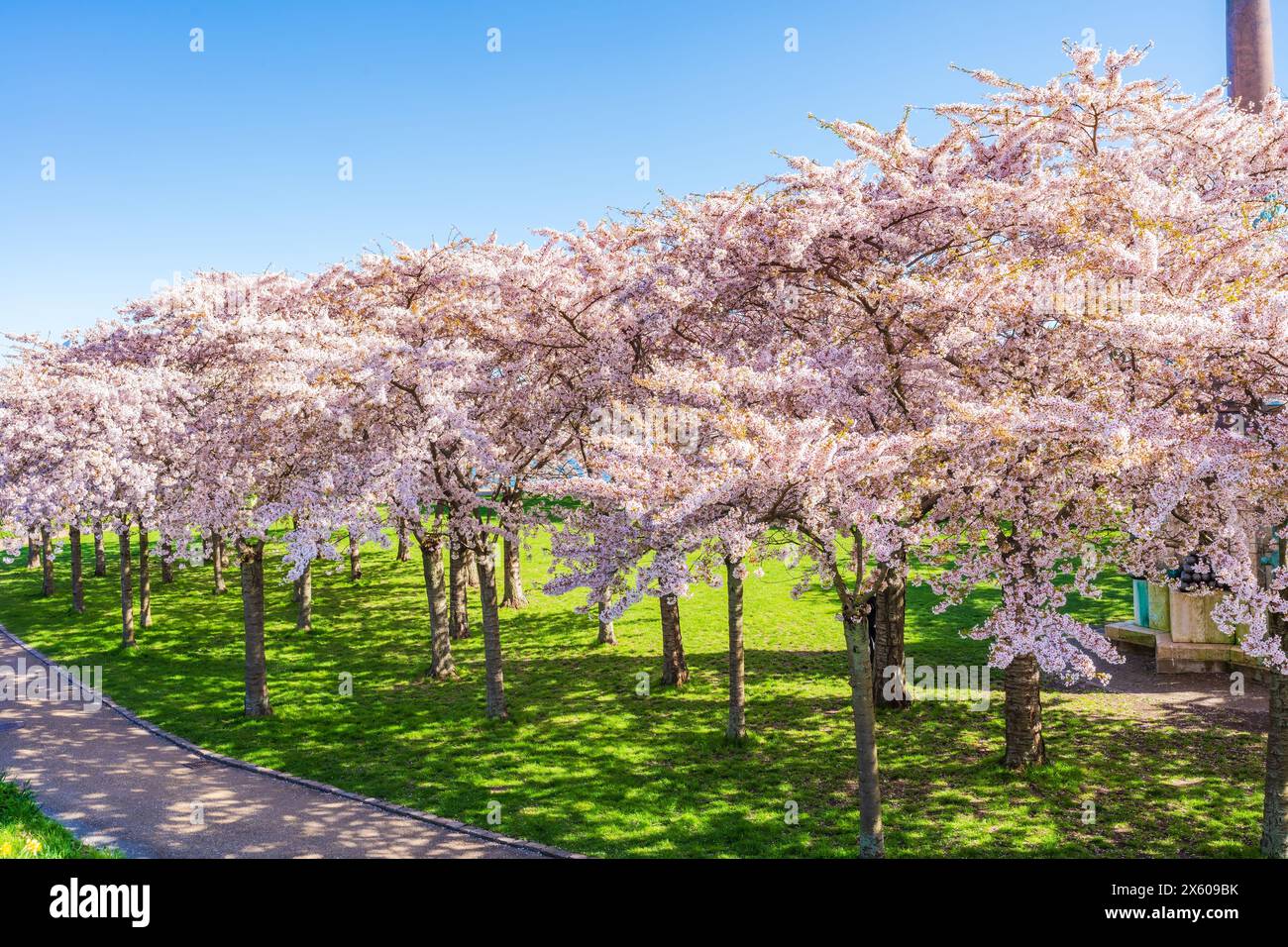 Beautiful cherry blossom trees in Langelinie park in Copenhagen ...