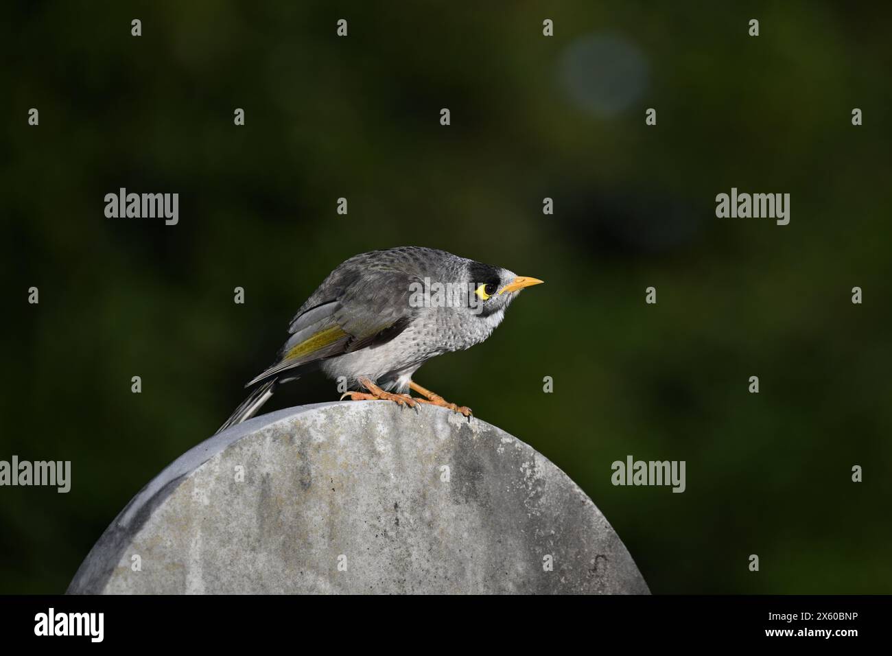 Side view of a noisy miner bird crouching down while perched atop a ...