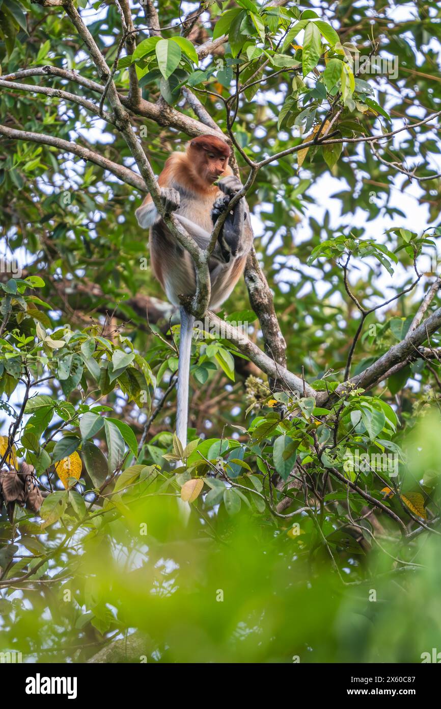 Proboscis Monkey - Nasalis larvatus, beautiful unique primate with ...