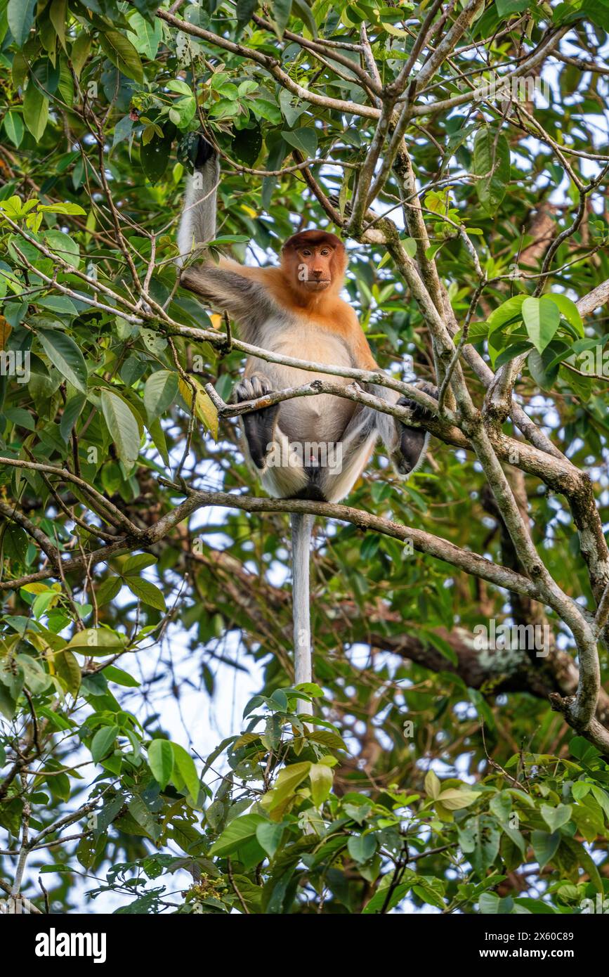 Proboscis Monkey - Nasalis larvatus, beautiful unique primate with ...