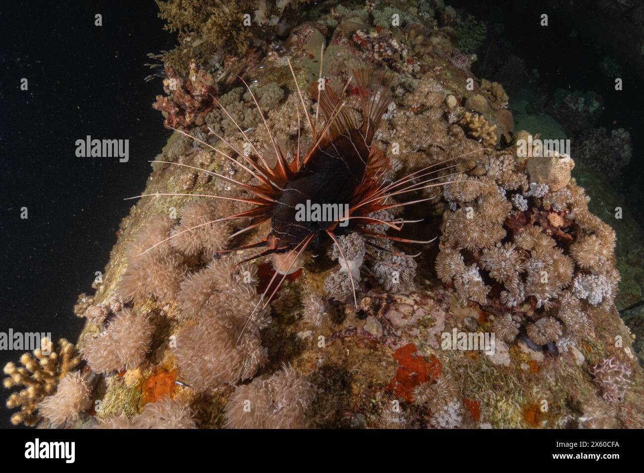 Lionfish in the Red Sea colorful fish, Eilat Israel Stock Photo - Alamy