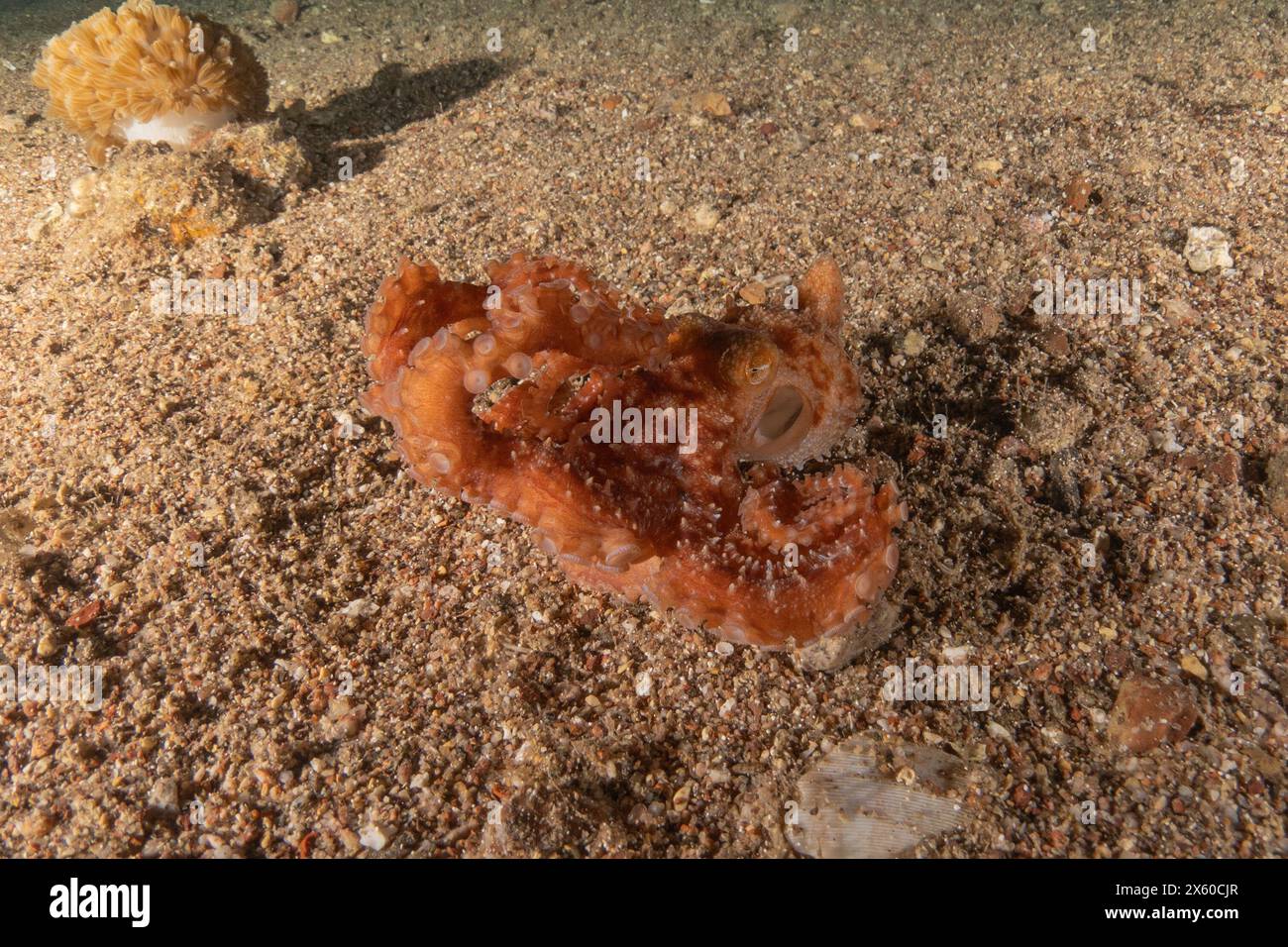 Octopus king of camouflage in the Red Sea, Eilat Israel Stock Photo - Alamy