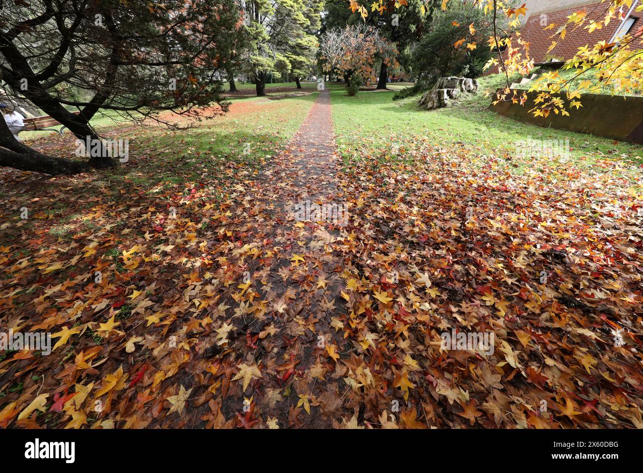 Darwins Walk (part of the Grand Cliff Top Walk) in Wilson Park ...