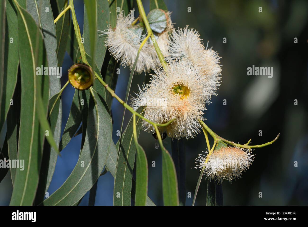 Eucalyptus blossom hi-res stock photography and images - Alamy