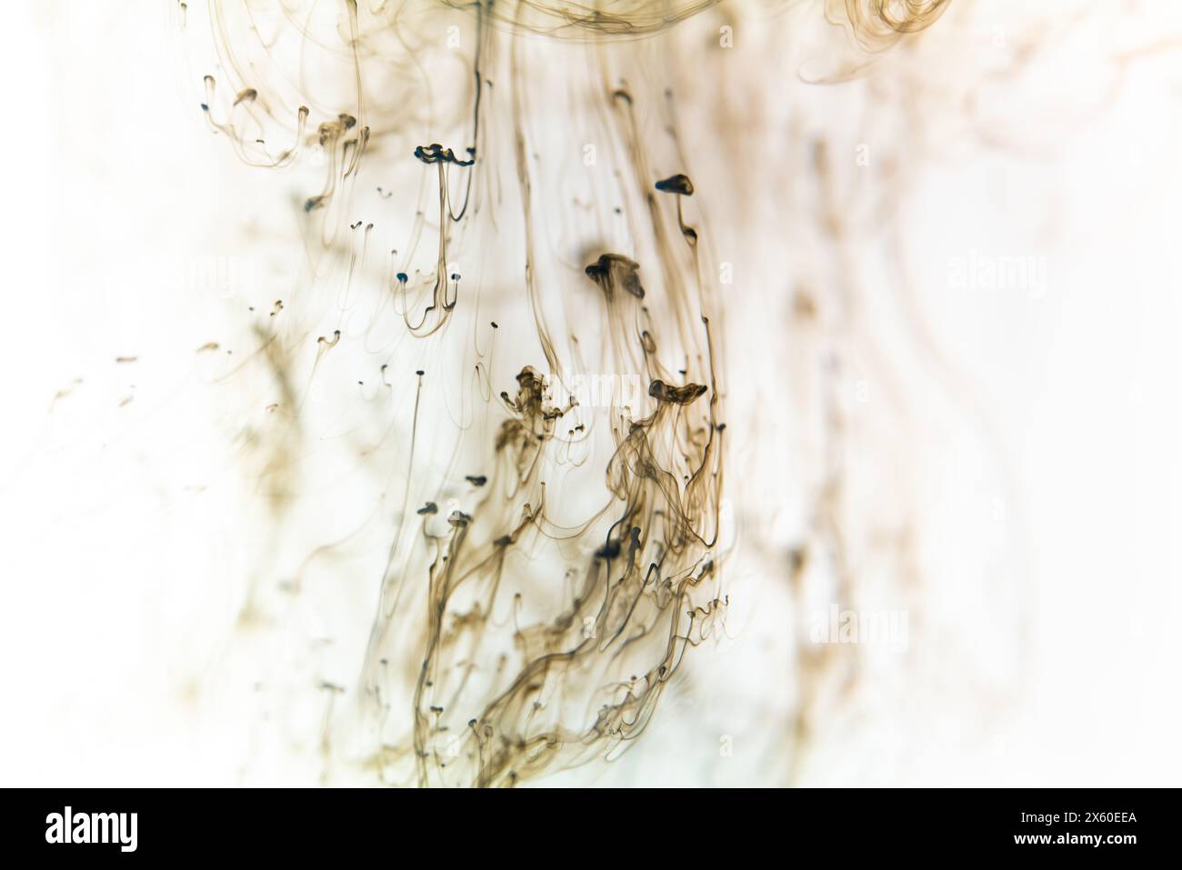 Black ink swirls forming delicate patterns as they diffuse elegantly ...