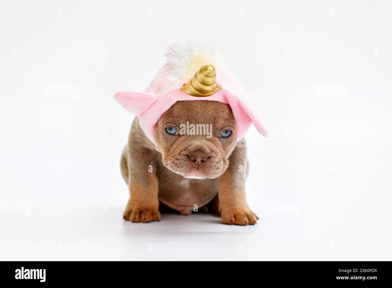 Cute French Bulldog dog puppy with cute pink unicorn hat with golden ...