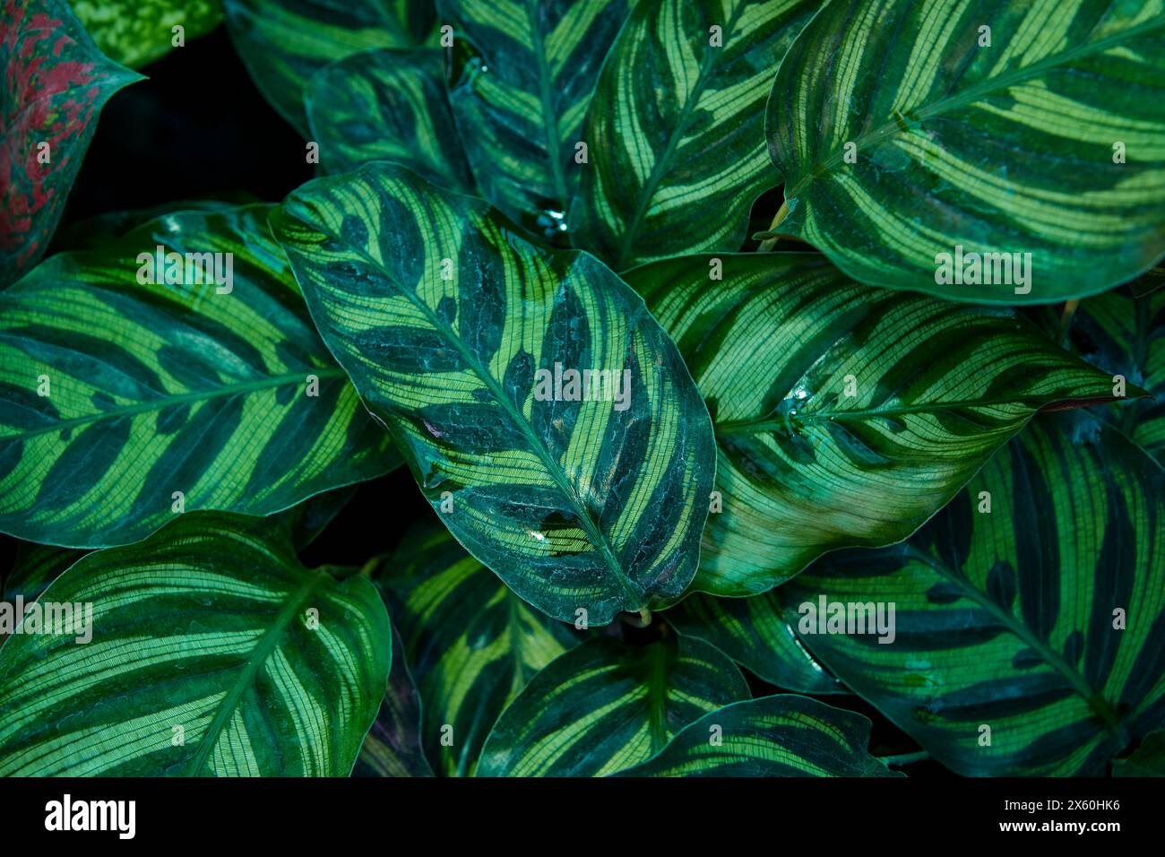 Calathea plant hi-res stock photography and images - Alamy