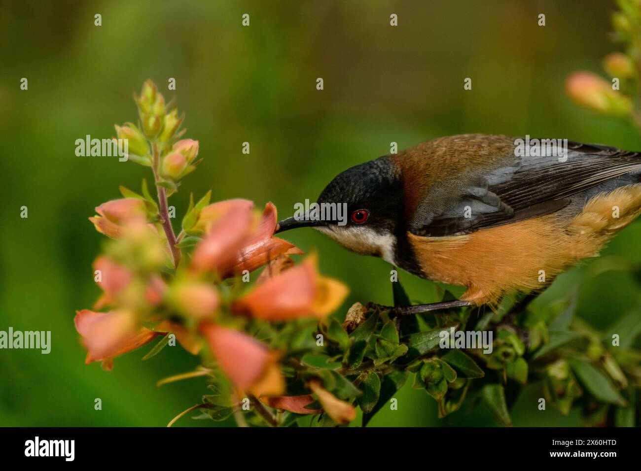 Eastern Spinebill feeding on Nectar from Orange Flower Digiplexis ...
