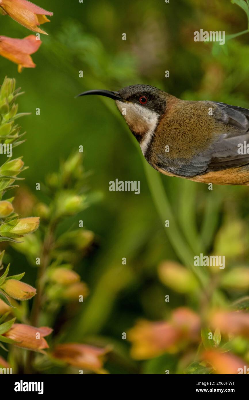 Eastern Spinebill feeding on Nectar from Orange Flower Digiplexis ...
