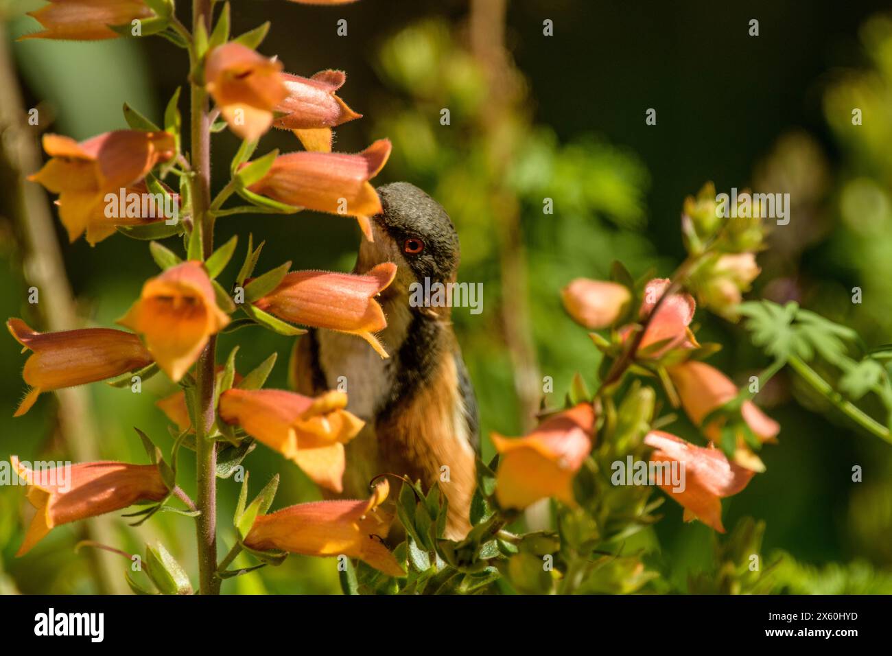 Eastern Spinebill feeding on Nectar from Orange Flower Digiplexis ...