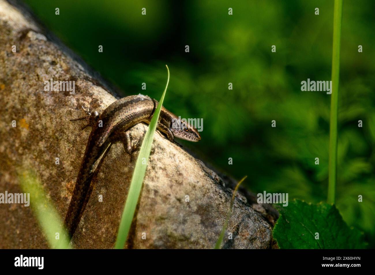 Australian Garden Skink hunting for Grubs in the garden Stock Photo - Alamy
